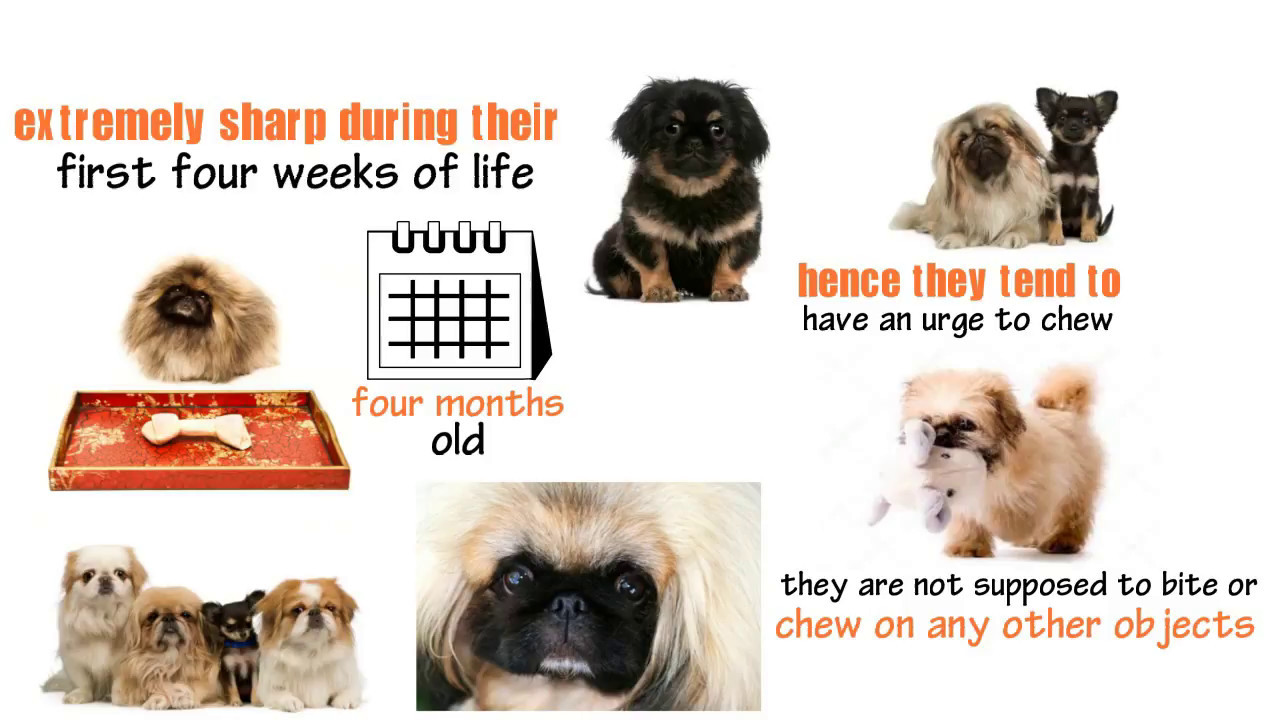 Proven Ways To Handle Pekingese Puppies Chewing and Teething Problems ...