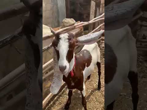 BEAUTIFUL BAKRA | BAKRA MANDI 2023 #shinewithshorts #bakramandi # ...