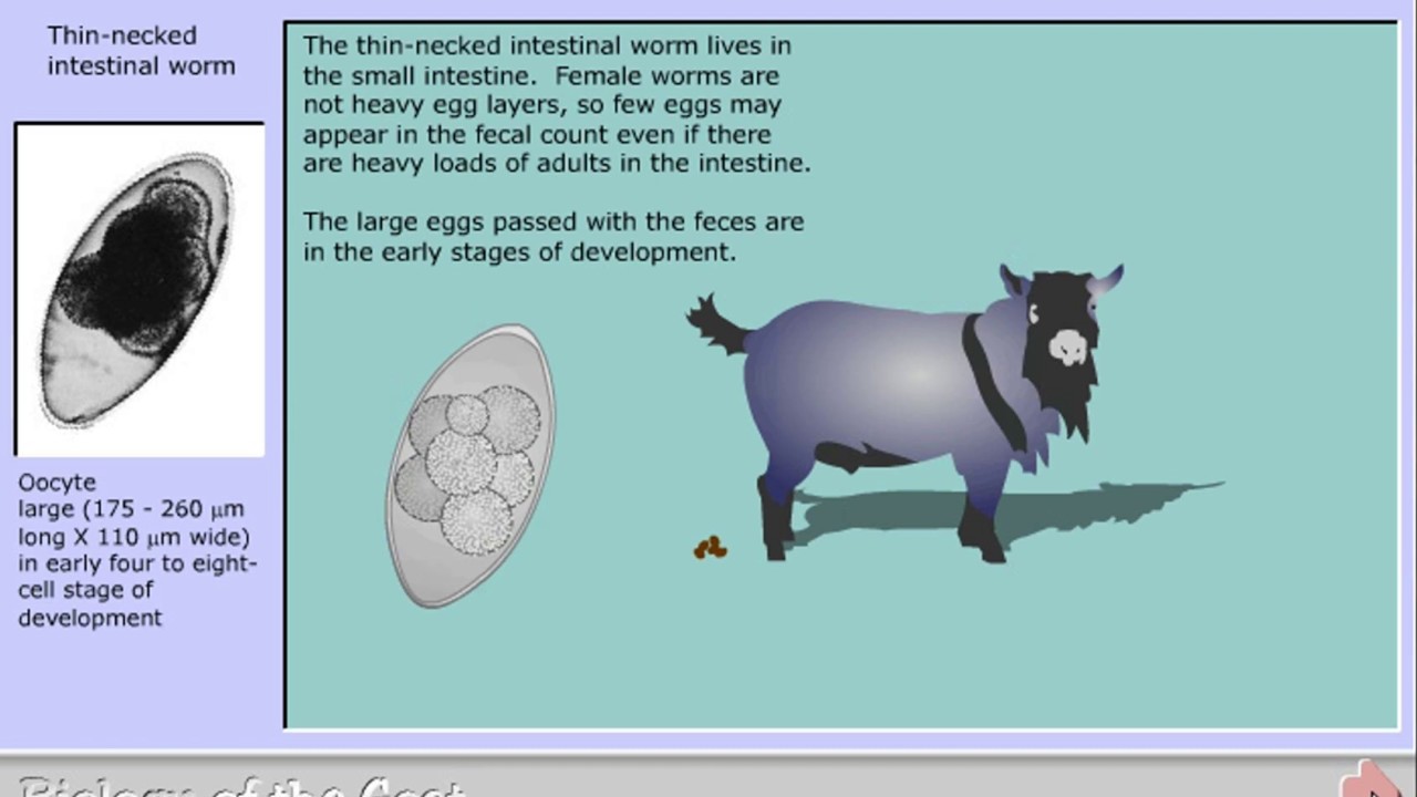Life cycle of Nematodirus spathiger - Thin-necked intestinal worm - YouTube