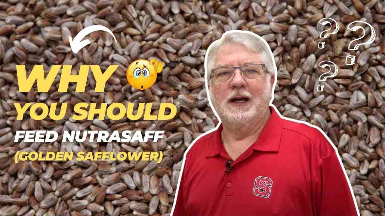 Why You Will Love Feeding NutraSaff (Golden Safflower) - YouTube