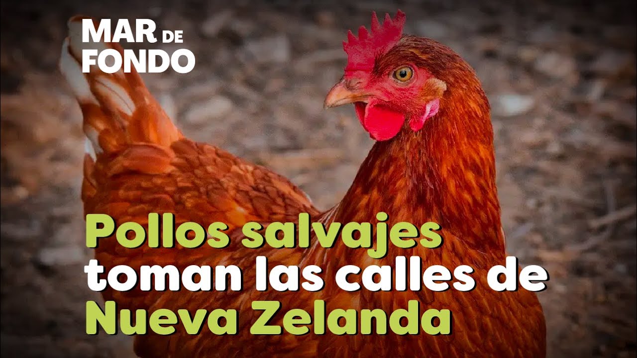 Pollos salvajes toman las calles de Nueva Zelanda - YouTube