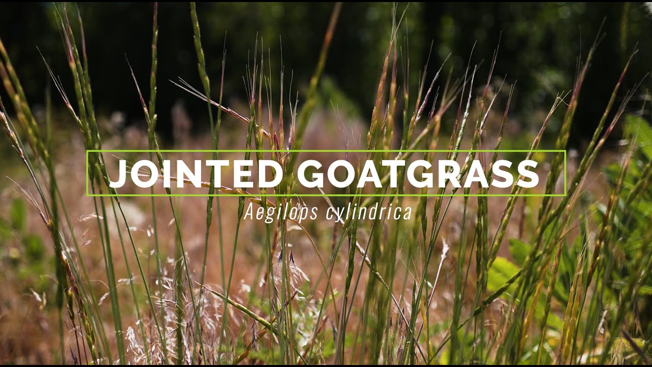 Jointed Goatgrass - YouTube