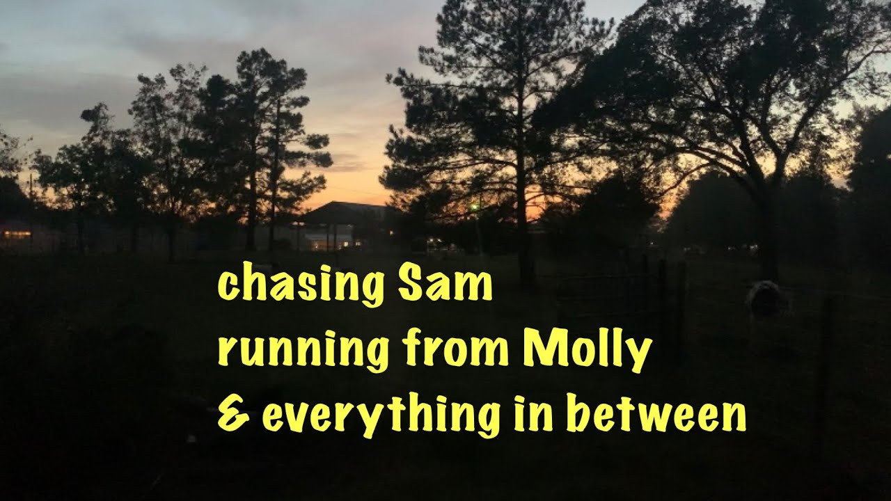 Chasing Sam & Running from Molly - YouTube