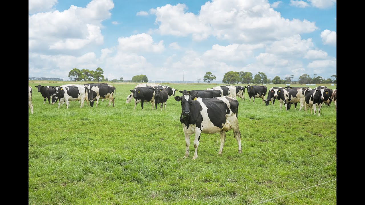Nine Mile Creek Dairy Farm - YouTube