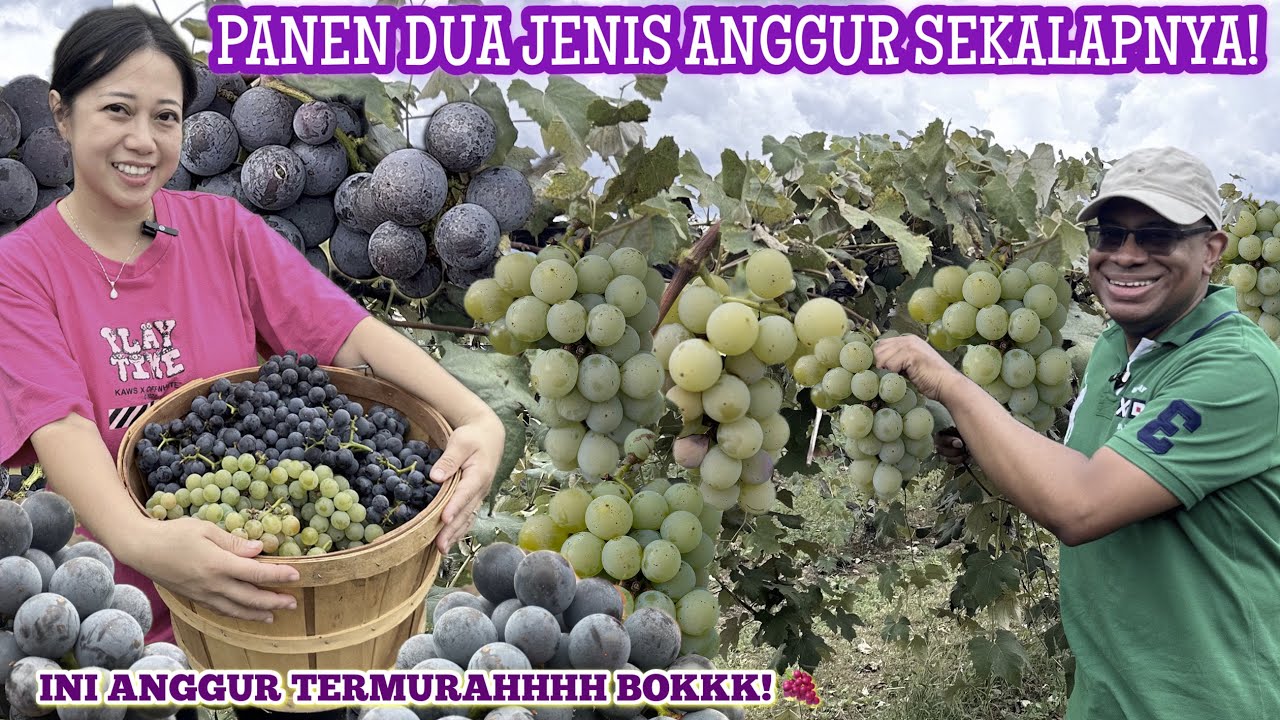 PECINTA ANGGUR MARI MERAPAT! PANEN DUA JENIS ANGGUR| INI ANGGUR ...