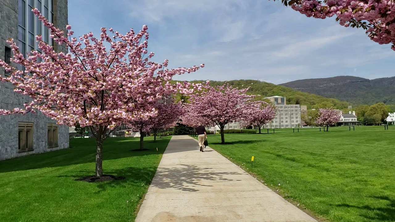 Cherry Blossoms in Bloom at West Point - YouTube