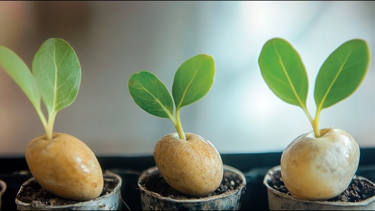 The Amazing Life Cycle of a Plant! From Seed to Sprout! - YouTube