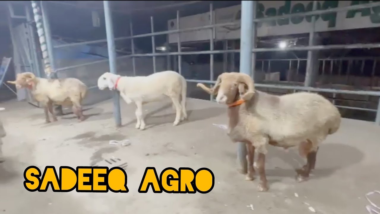 Sadeeq Agro Collection after Eid ul Adha || #sadeeqagro || 🐂🐐🦙🐑🐏 - YouTube