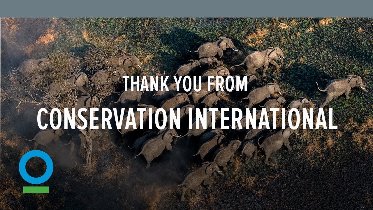 Thank You from Conservation International - YouTube
