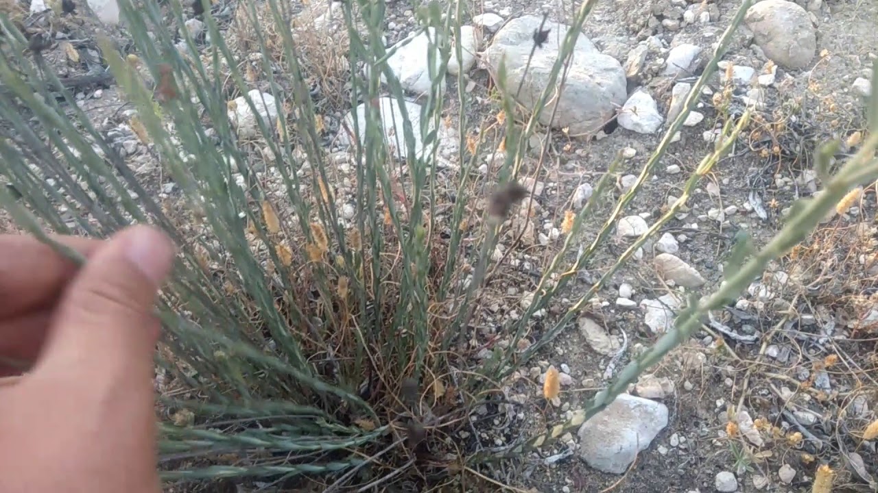 Yeni bir endemik bitki türünü keşfettim susuz topraklarda yetişen ...