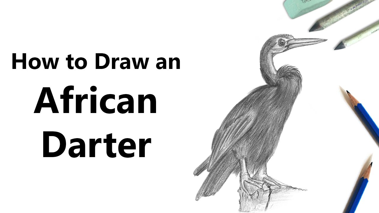 How to Draw an African Darter with Pencils [Time Lapse] - YouTube