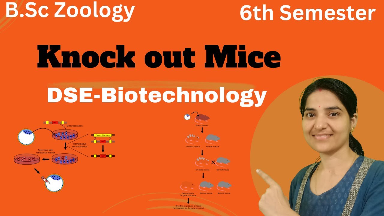 Knock out Mice B.Sc Zoology 5th Semester DSE Biotechnology||Knockout ...