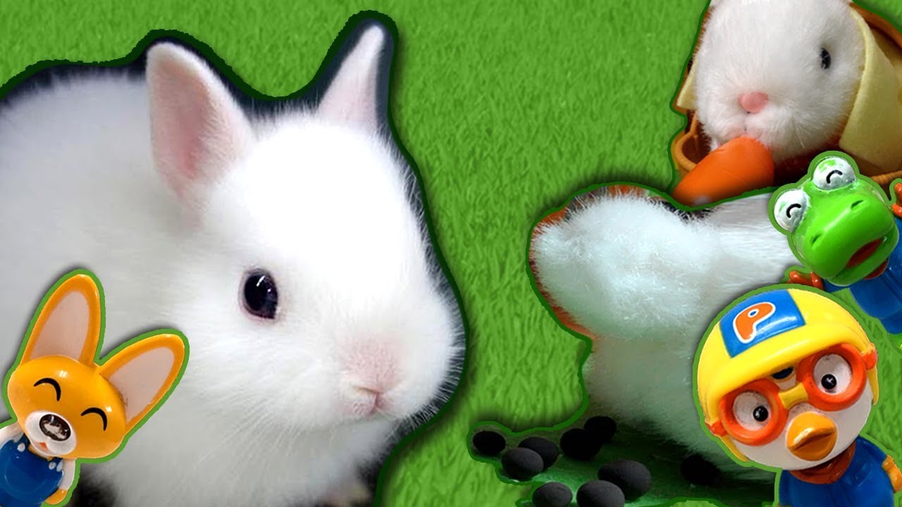 Jumping Fluffy Bunny Comes to Pororo Village. Pororo Kids Toy Animation ...