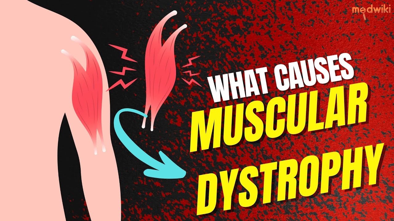 What causes muscular dystrophy? - YouTube