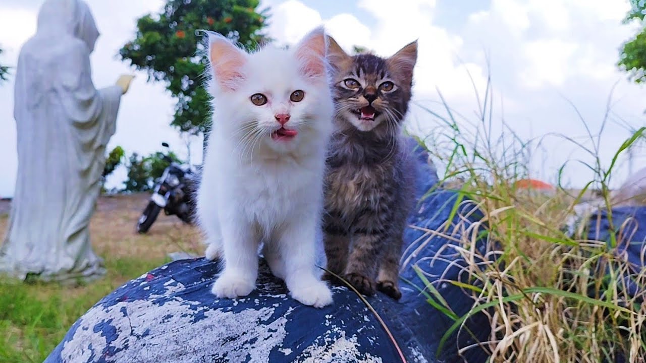 CUTE ANIMALS - CATS CUTES - STACY CAT - BILLI KARTI - MEOW MEOW - 野良猫保護 ...