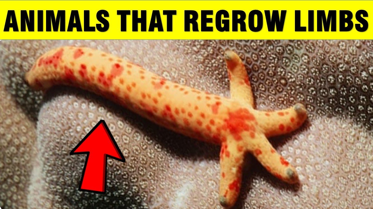 8 Amazing Animals That Can Regrow Their Limbs - YouTube