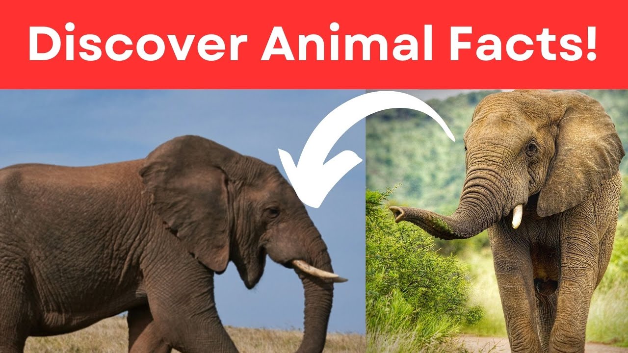 Fascinating Wildlife Facts That Will Amaze You! - YouTube