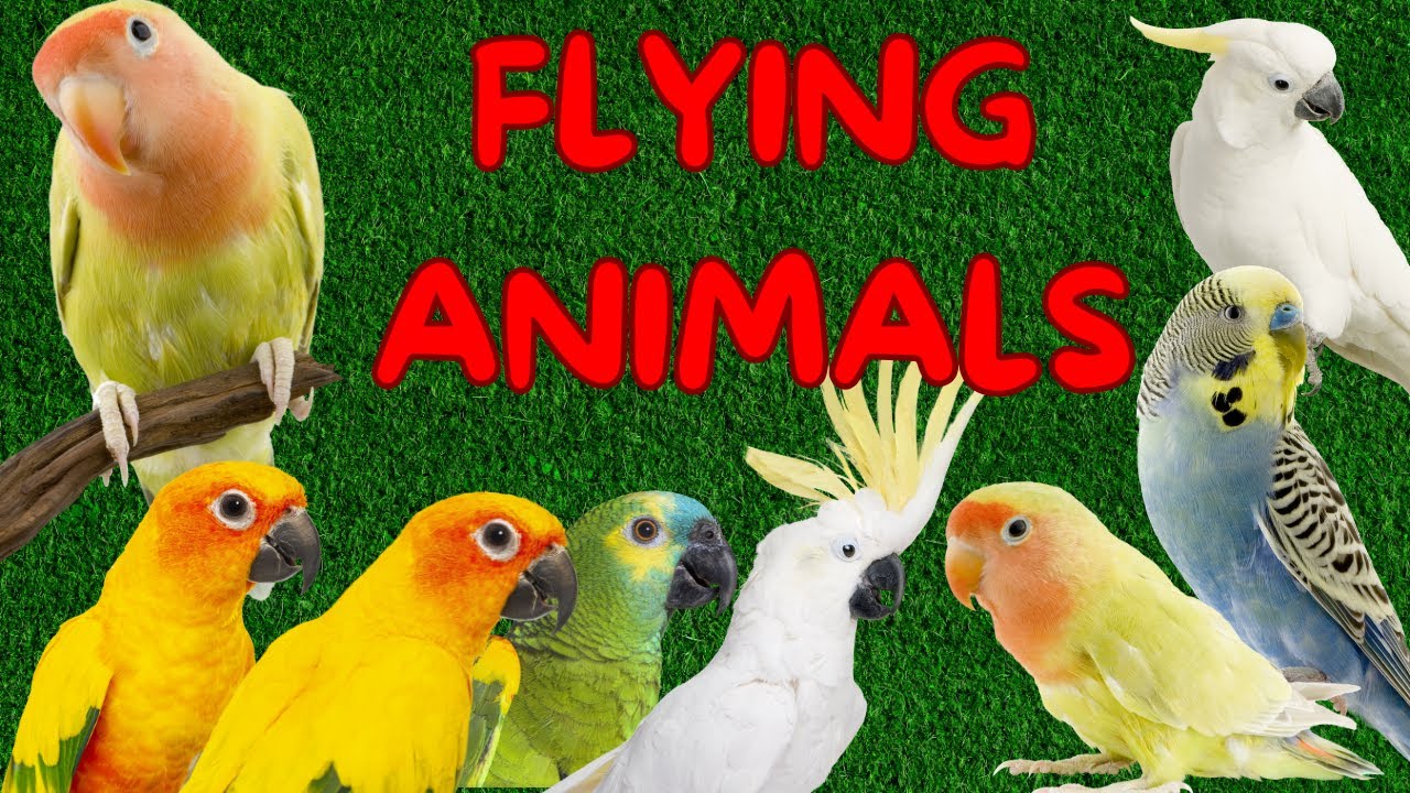 Flying Animals on Earth | kids Video | Fun And Learning Video for ...