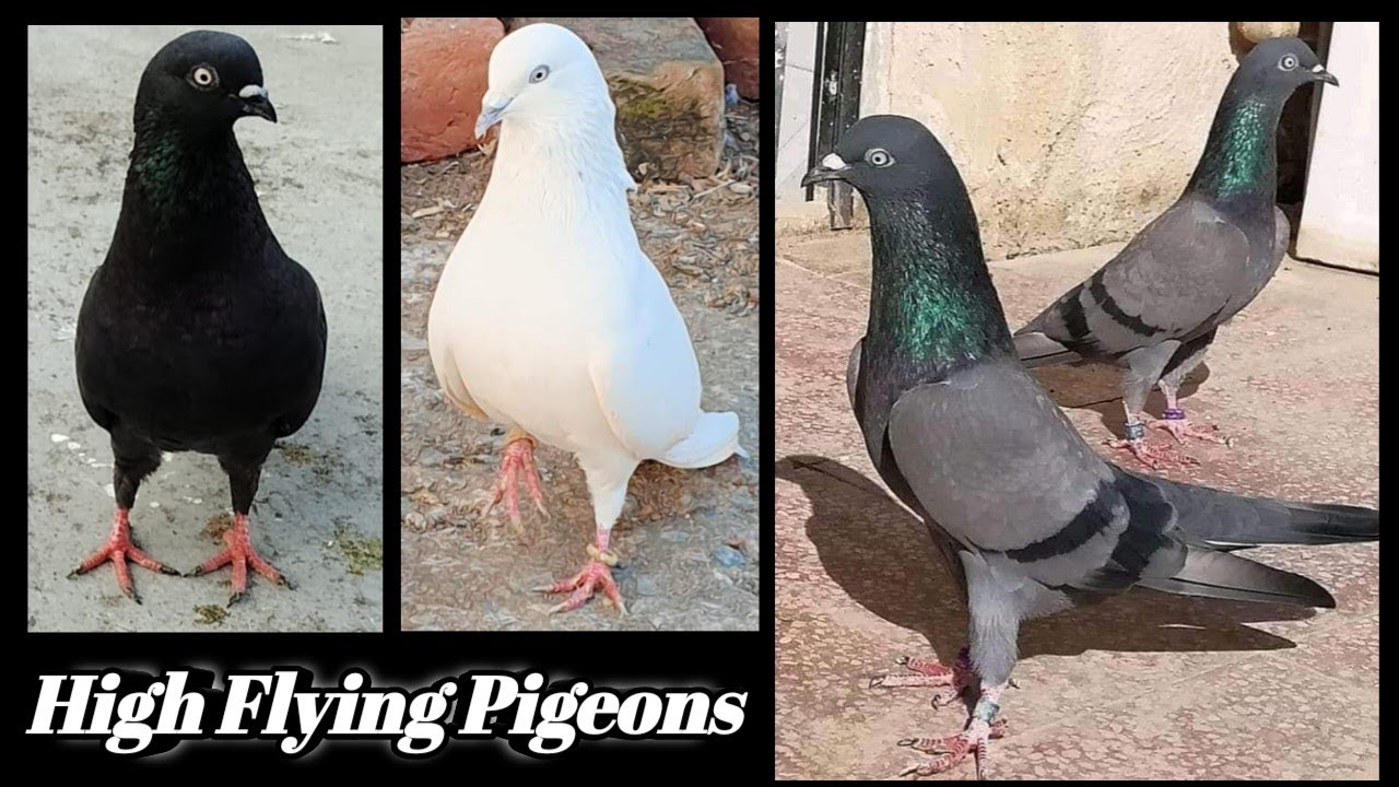 High Flying Pigeons For Sale ! Raja Bhai Banaras ! Arshad idrisi ! Sold ...
