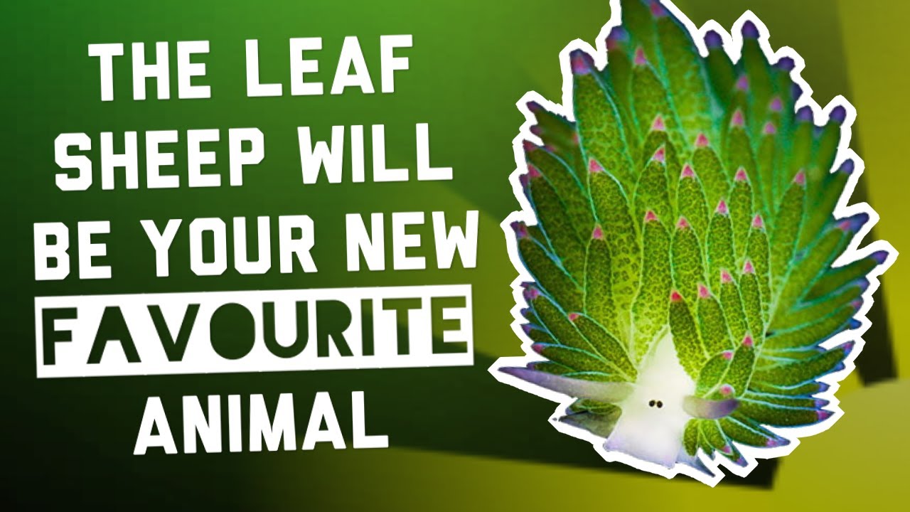 The Leaf Sheep Will be Your New Favourite Animal - YouTube