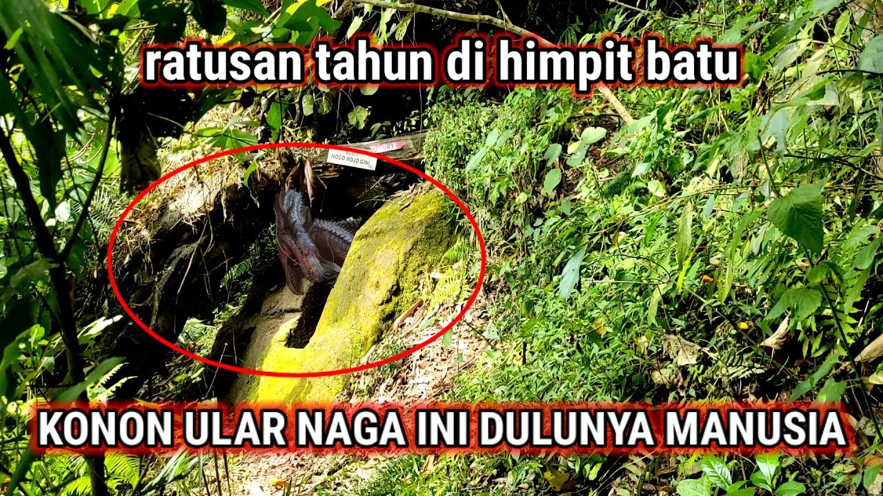 ular naga di himpit batu di jawa timur konon dulunya manusia - YouTube