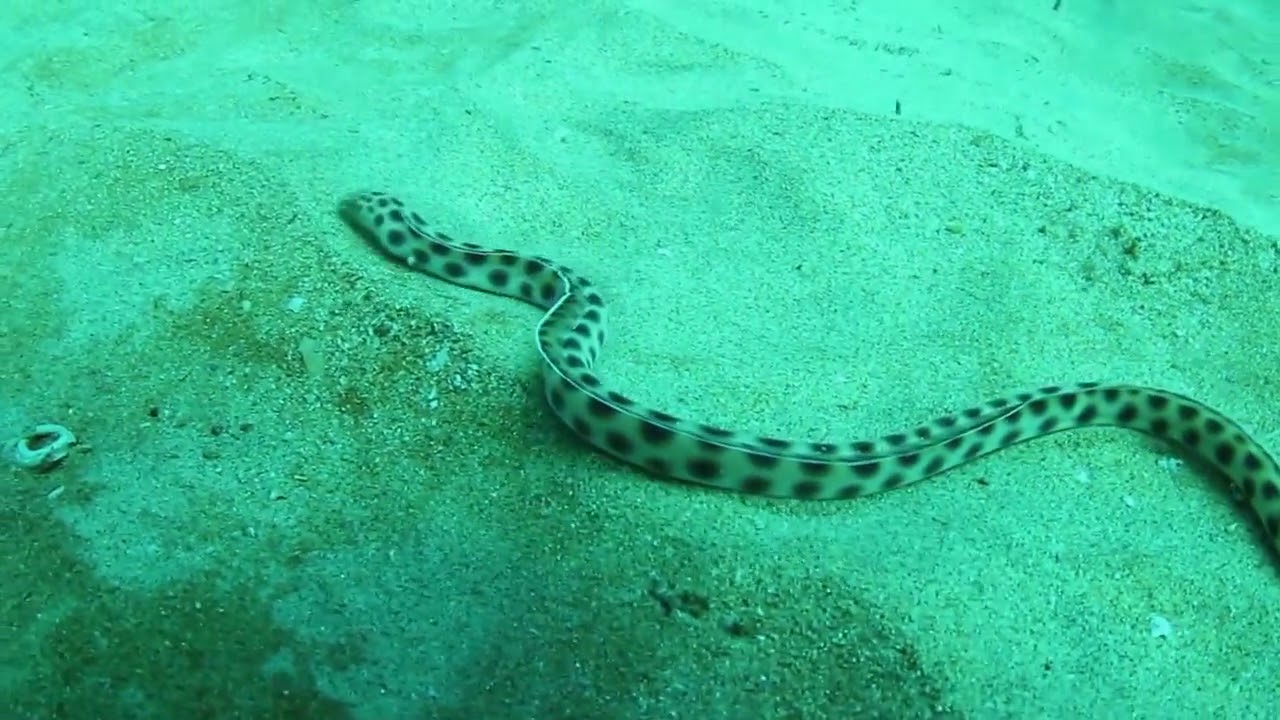 Tiger Snake Eel in Costa Rica - YouTube