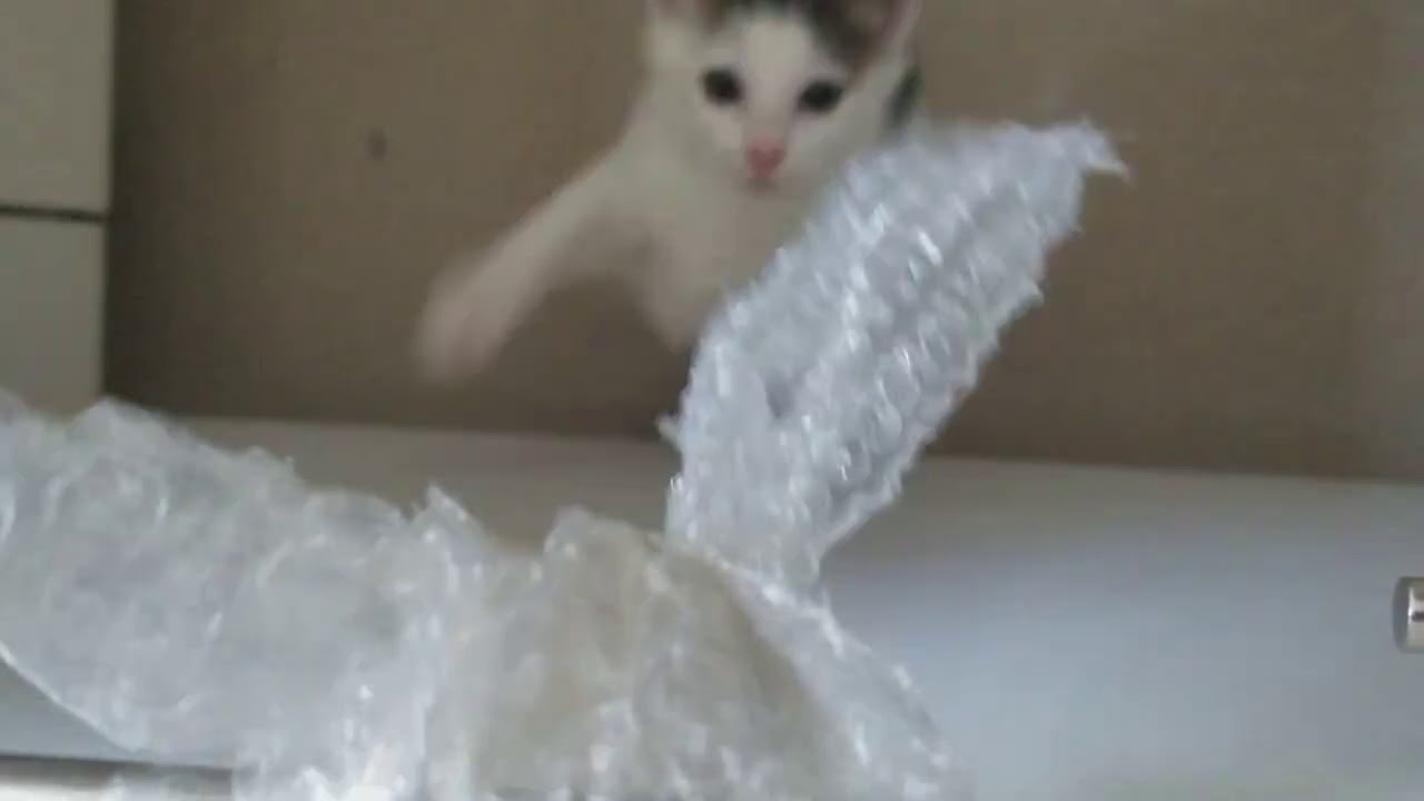 Dragon the awesome redneck cat pops bubble wrap - YouTube