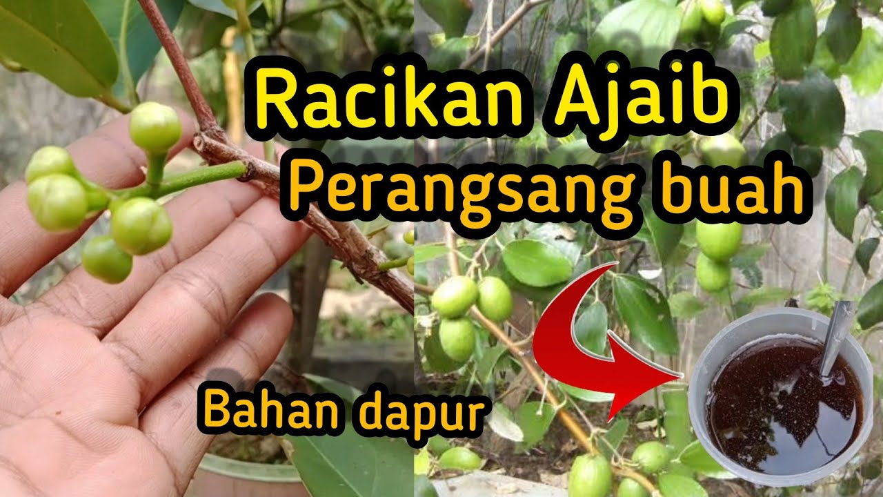 Luar biasa racikan ini tanaman sekecil ini mampu berbuah - YouTube
