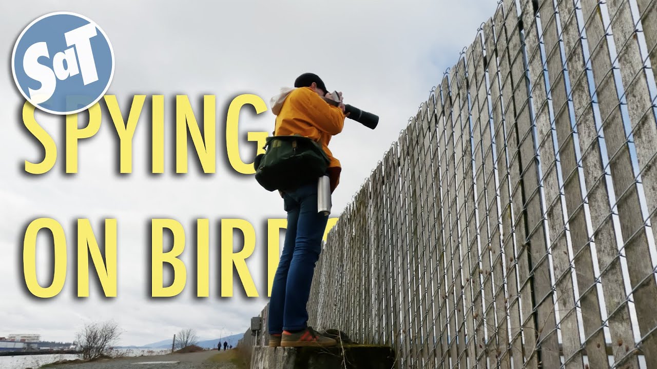 Bellingham, WA Nature Photo Walk | Spying on Seabirds in Early Spring ...