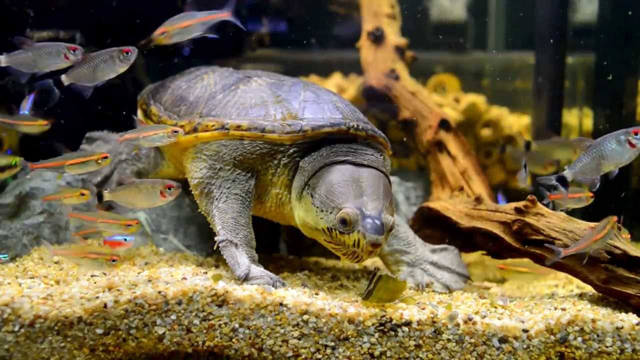 Narrow Bridged Muskturtle feeding river snail - YouTube