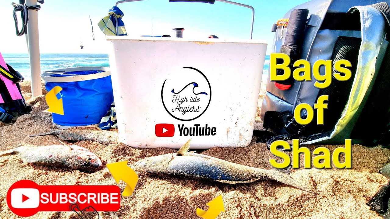 3 bags of shad filled to the limit!!! - YouTube