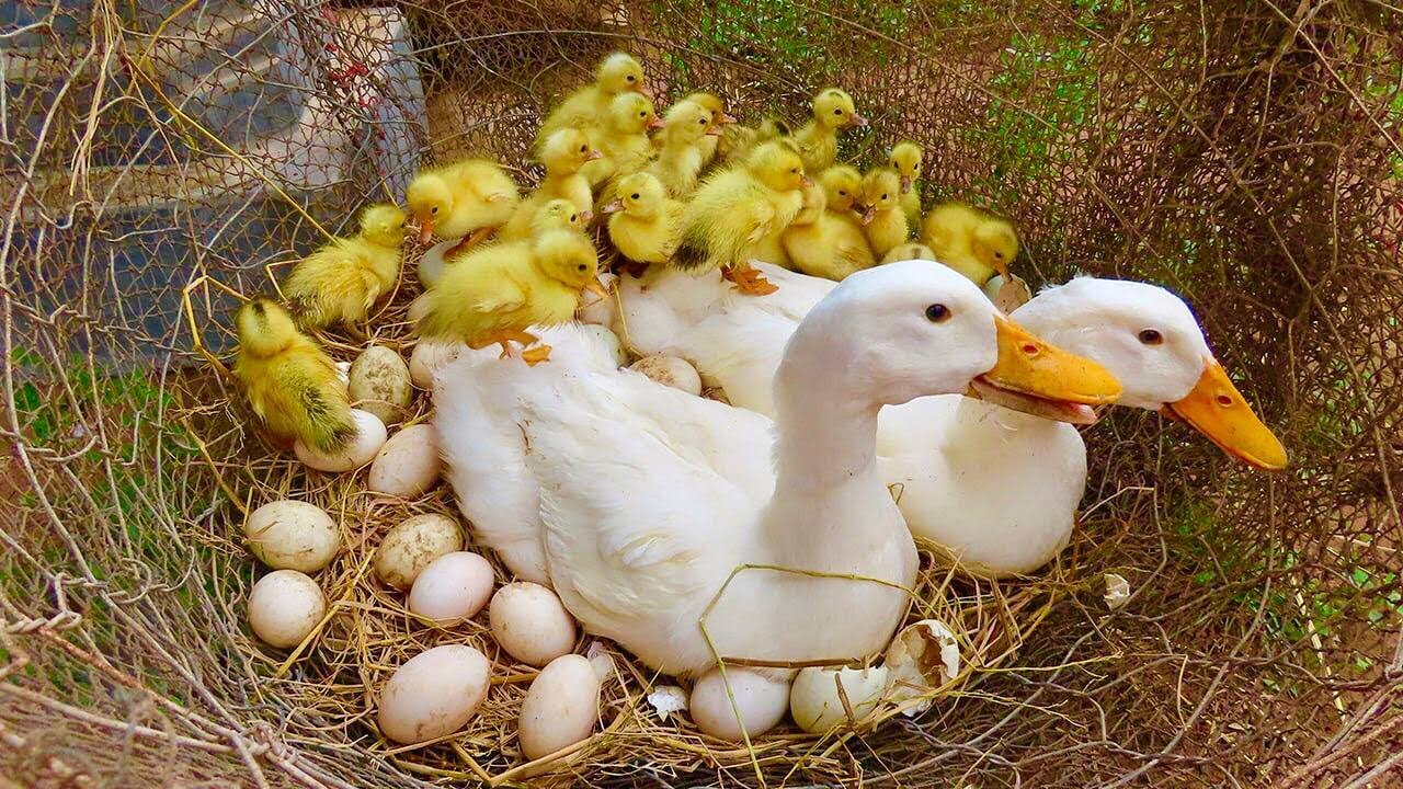 Amazing Pekin Duckling Hatching From Eggs - Nee Baby Duck Born - YouTube