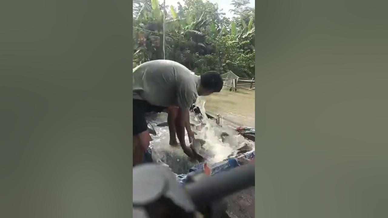 Vlogs 37 Bồi cá, báo cá - Hồ Câu Nguyễn Duy 0973133706 D1, Mỹ Phước, TX Bến Cát || Mần Nông Vlog ...