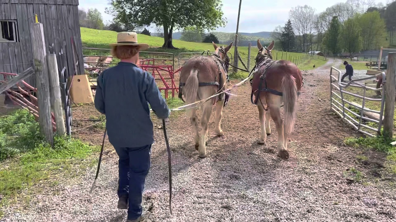 Jake and John Draft mule team for sale Hitching to wagon video MUST SEE ...