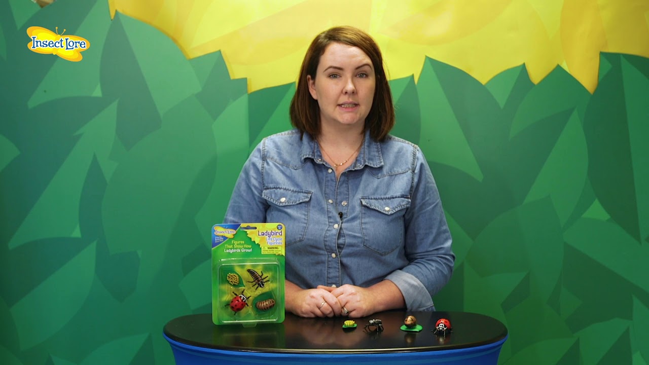 Insect Lore - Ladybird Lifecycle Stages - YouTube