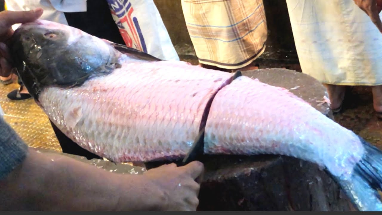 Huge Big Size KATLA CRAP Fish Nice Cutting Skills Live In The Morning ...