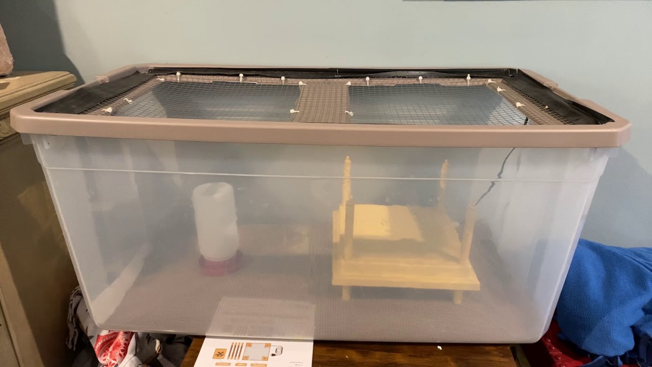 Chick/Quail/Guinea Keet Brooder Setup - YouTube