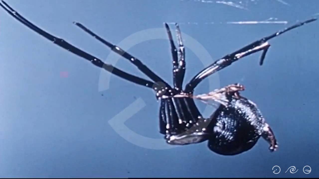 E GONE / Build Your Camp Out Of Alpine Moss - YouTube