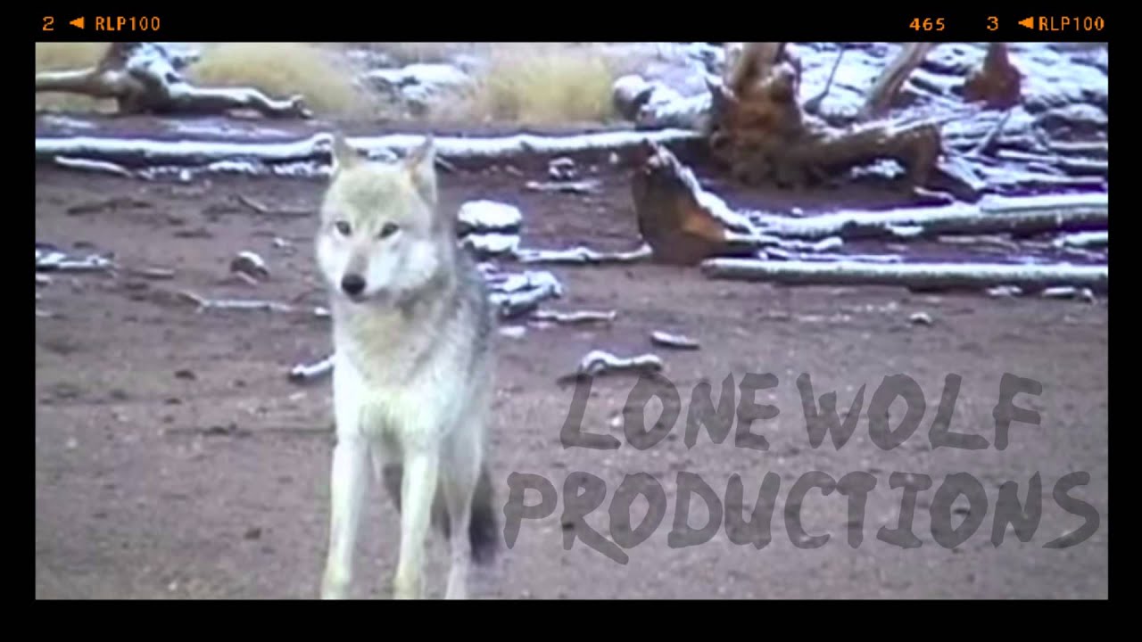 Lone Wolf Productions - YouTube