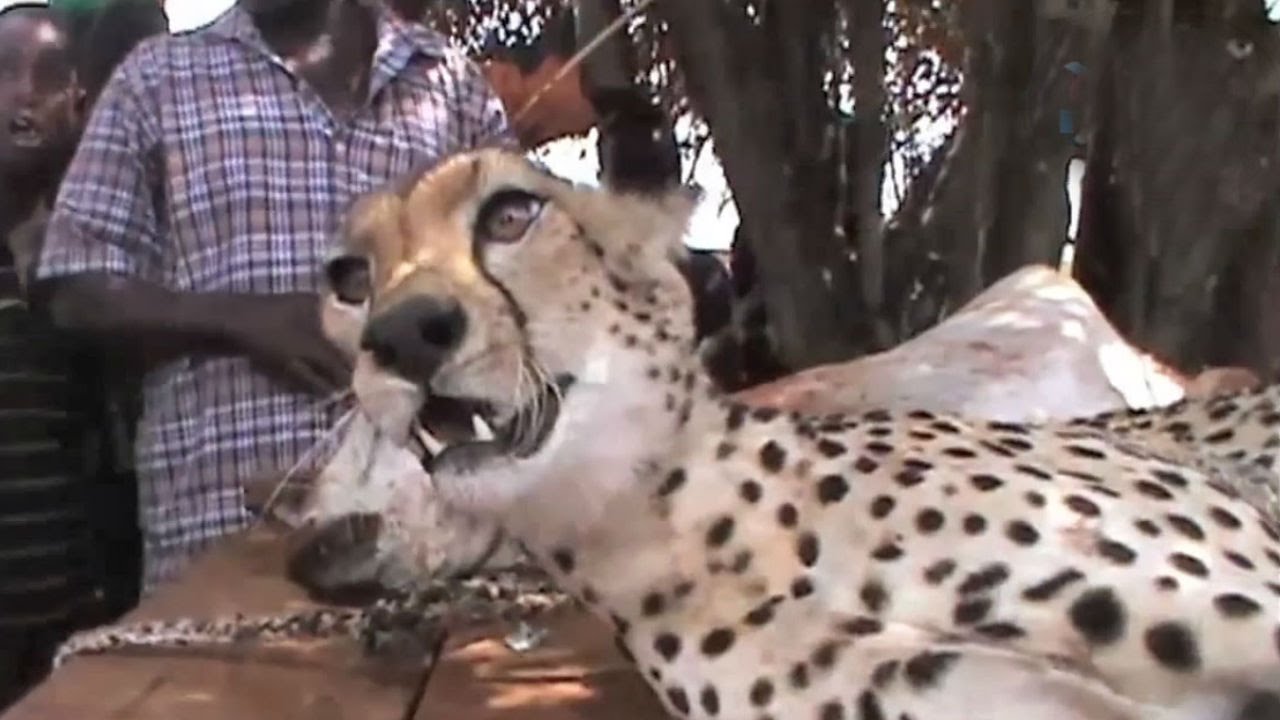 Cheetah Caught after Hectic Efforts By Forest Officials | 5 Injured ...