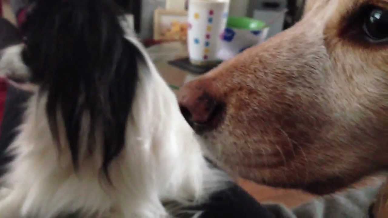 My Dogs can Skype Too! (well, they can respond to other Skypeing dogs ...
