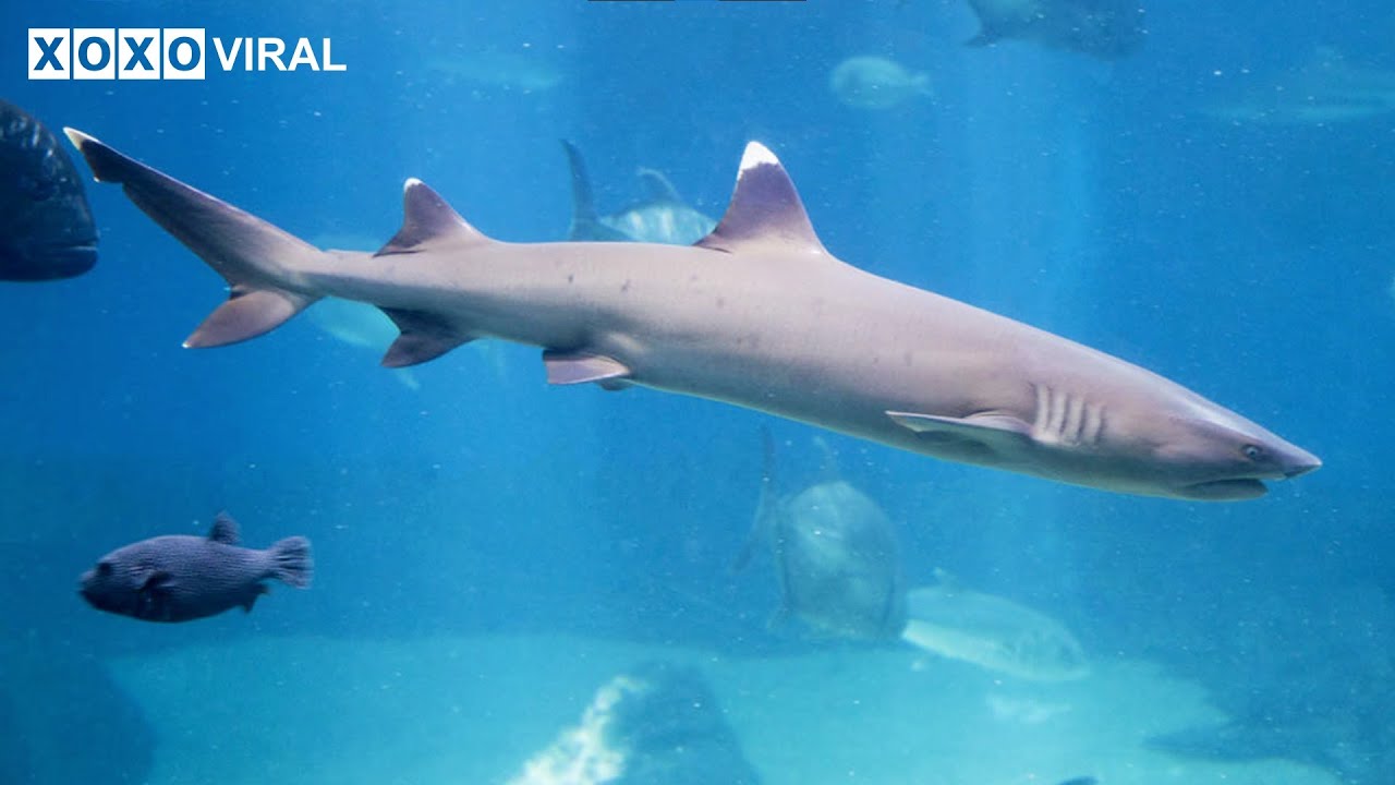 Animal Movie | Life of Monkeys, Red Pandas in The Zoo, Sharks and ...