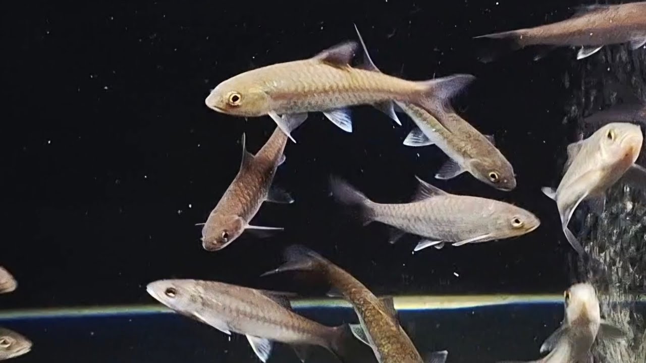 Cá Mị Nương Ngọc Lam Heter ( Heter Blue Mahseer ). Neolissochilus ...