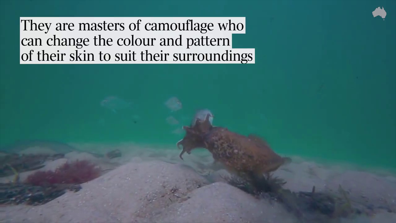 Cuttlefish Hunting Prey | CUTTLEFISH BOLERO | Australian - YouTube