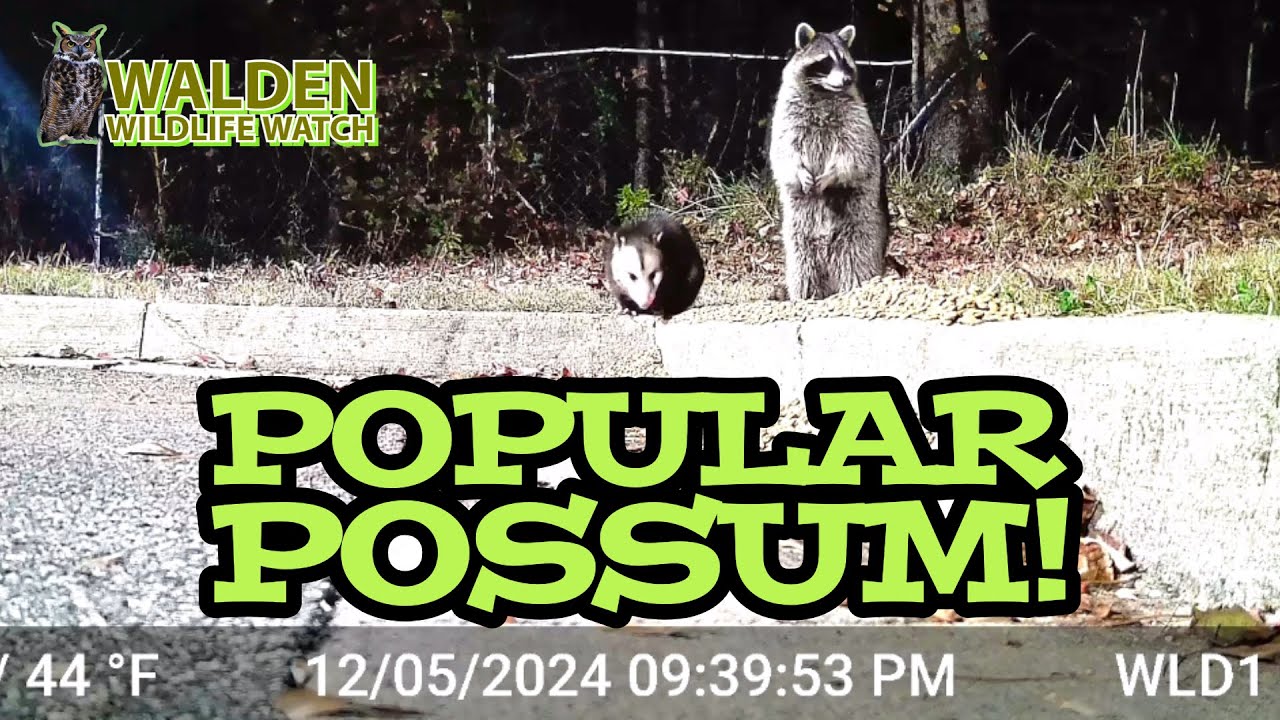 B&W ‘ninja’ #possum was life of the critter ‘party’! - YouTube