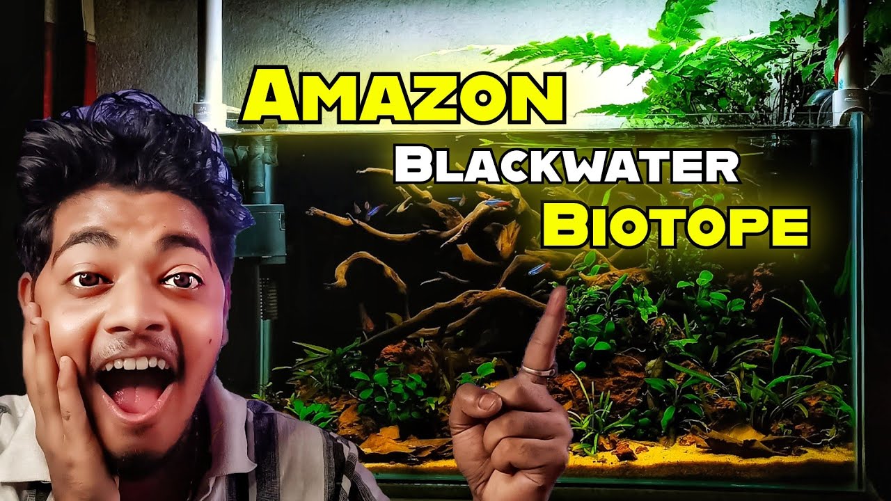 How to build an Aquascape in Amazon Blackwater Biotope style - YouTube