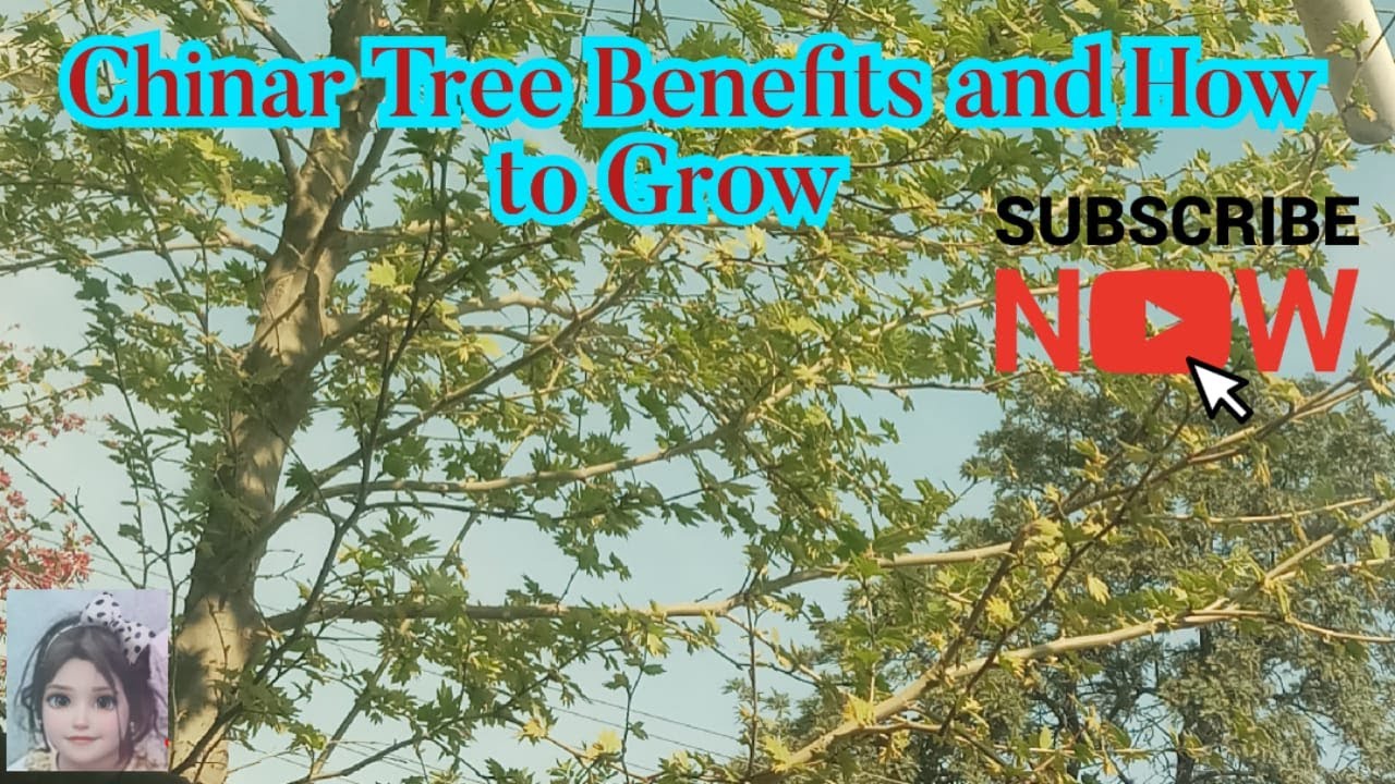 Chinar Tree Benefits and How to Grow@RabiLifestyle786 - YouTube