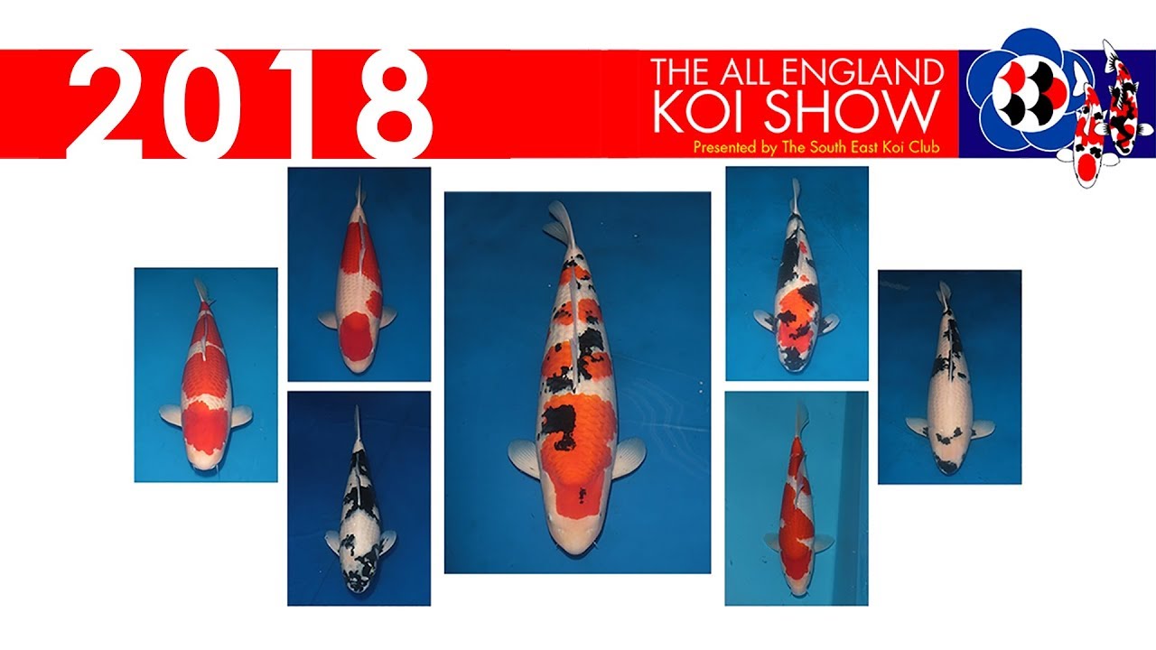 Major Winners from the 2018 All England Koi Show - YouTube