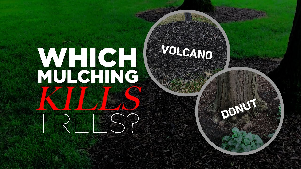 Which Mulching Kills Trees? Donut or Volcano - YouTube