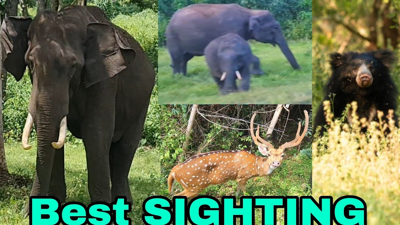 BEST Sighting (BANDIPURA / MASINAGUDI/MUDHUMALI #wildlife #animals # ...